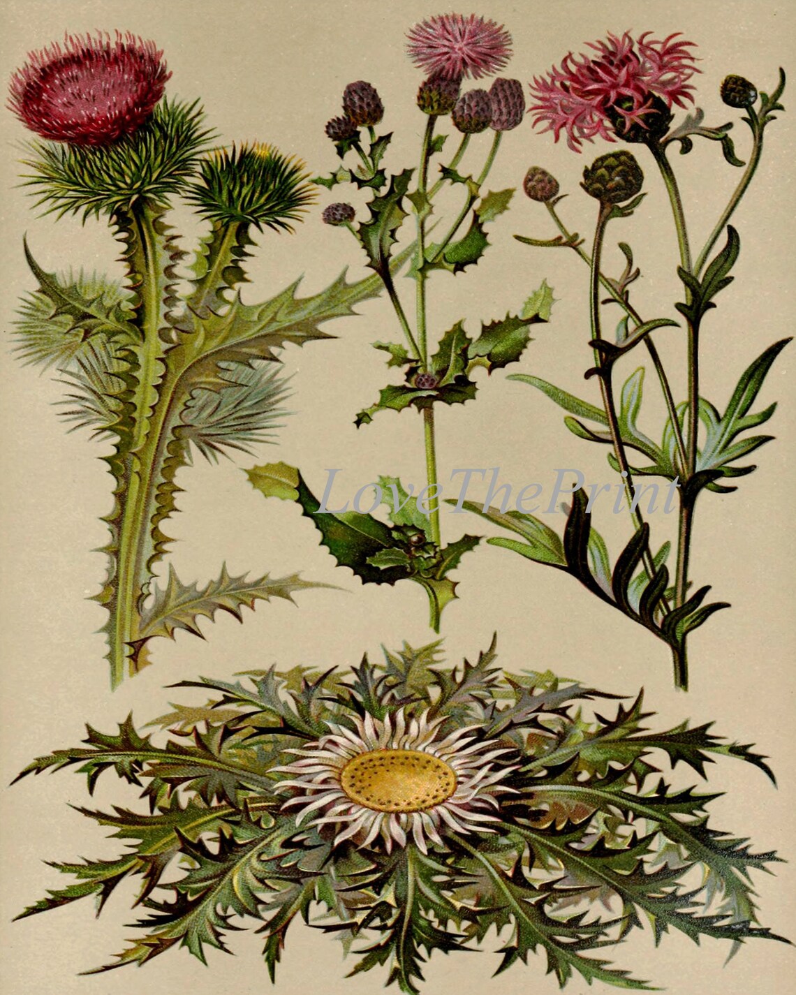 Thistle Flower Plant Vintage Botanical Print Set of 2 Wall Art Antique ...