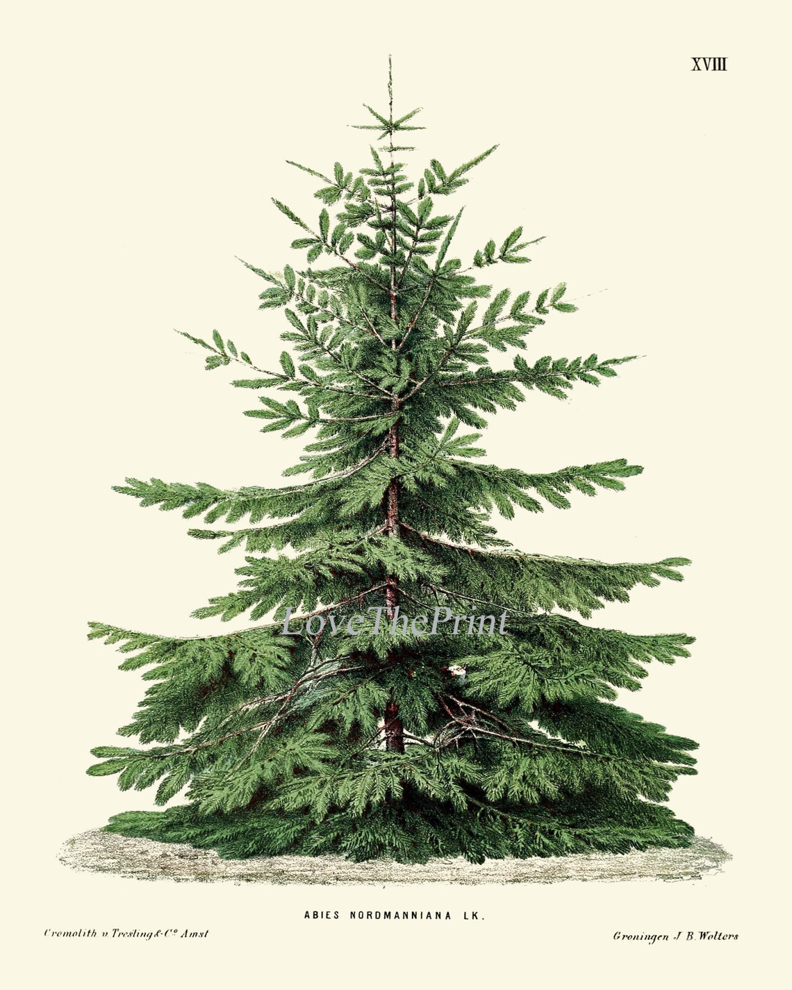 Christmas Tree Pine Fir Print SET of 2 Botanical Beautiful | Etsy