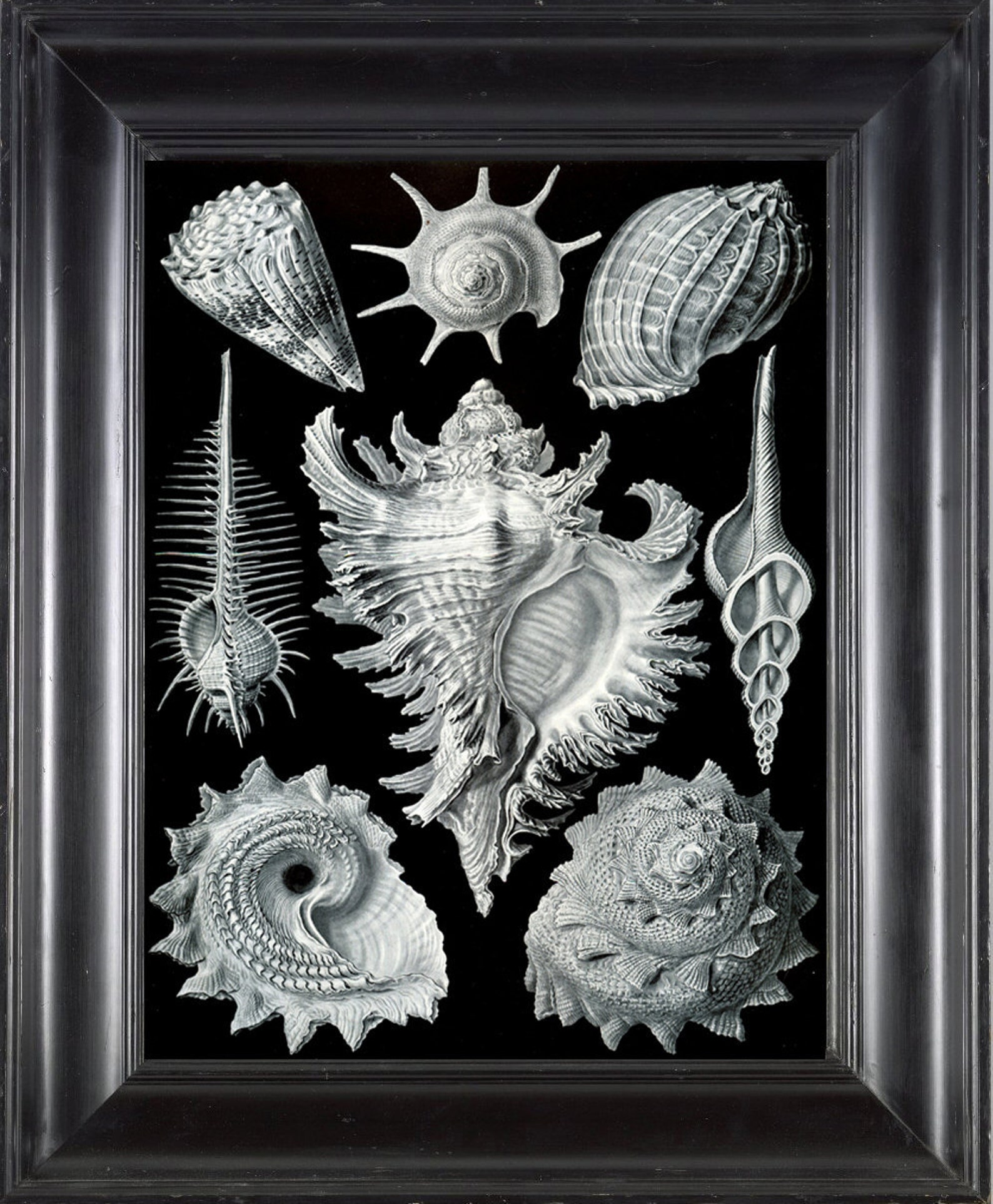 SHELL FISH Print Ernst Haeckel 8X10 Art Print 3 Antique Black - Etsy