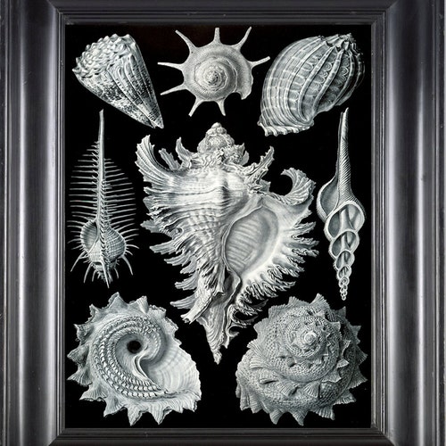 SHELL FISH Print Ernst Haeckel 8X10 Art Print 3 Antique Black | Etsy