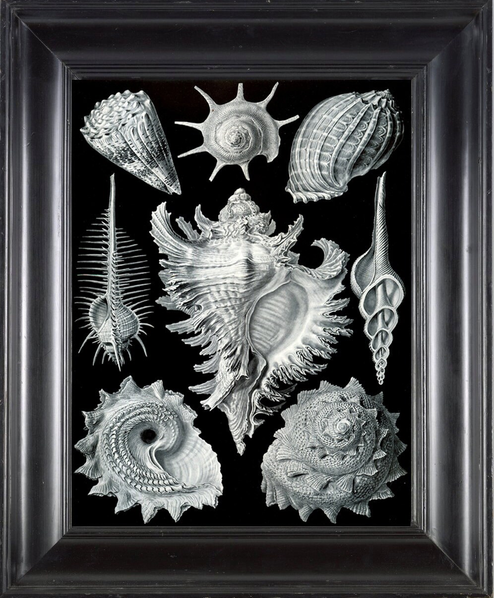 SHELL FISH Print Ernst Haeckel 8X10 Art Print 3 Antique Black - Etsy