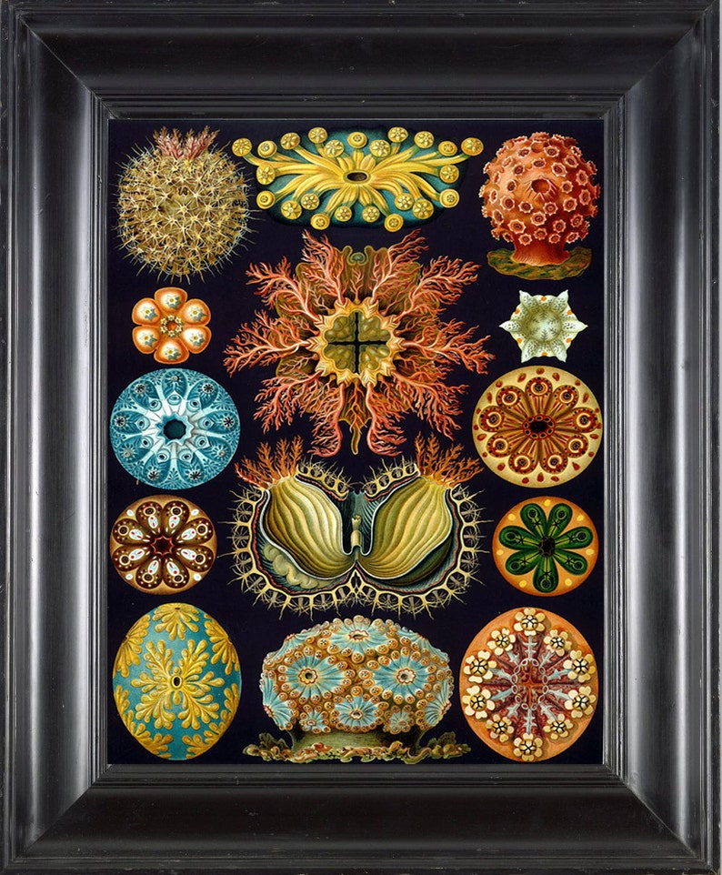 CORAL PRINT Ernst Haeckel 8X10 Art Print 8 Antique Handcolored - Etsy
