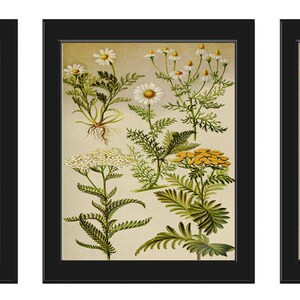 Daisy Daisies Botanical Print Set of 3 Wall Art Antique Beautiful White ...
