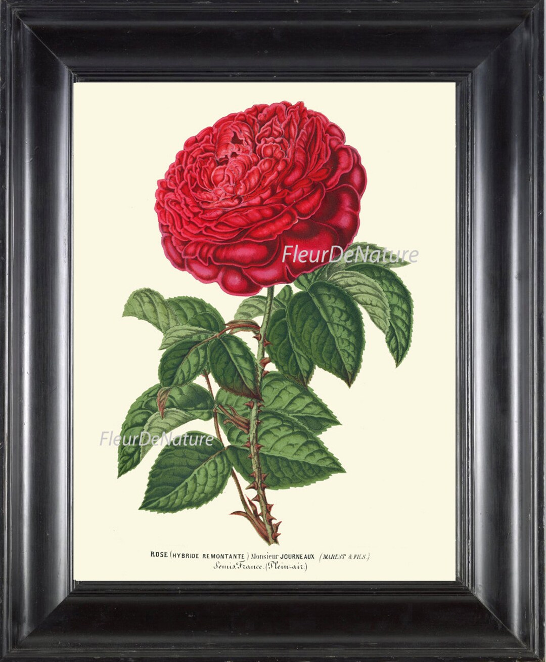 Rose Print Botanical Wall Art H495 Beautiful Red Crimson Flower English ...