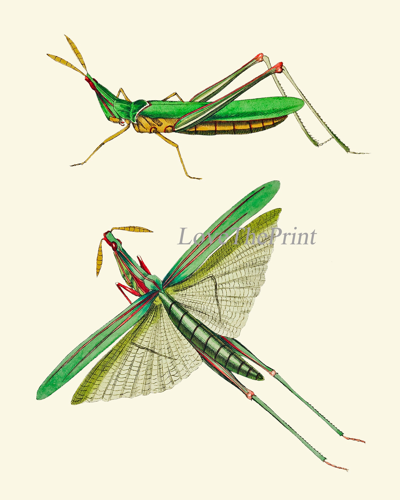 Locust Print SET of 4 Wall Art Prints Beautiful Pink Green | Etsy