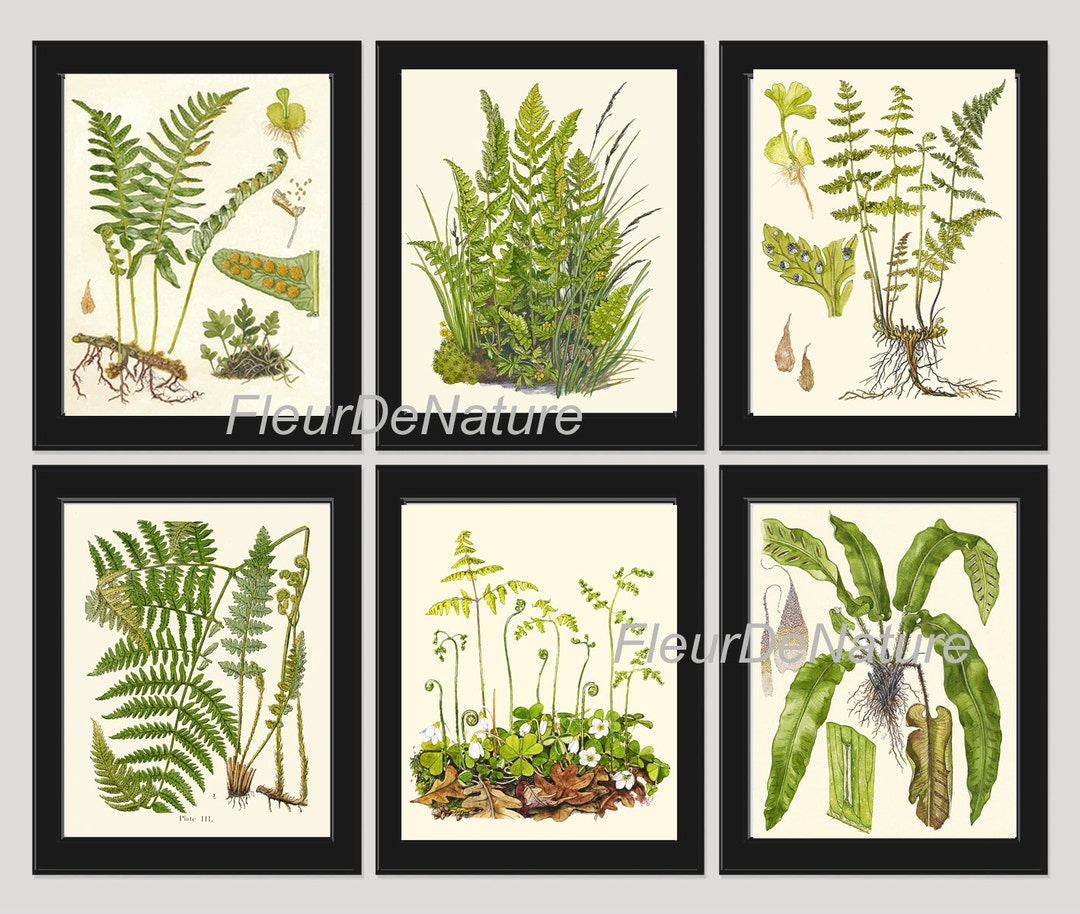 FERN Print SET of 6 Botanical Art Print 8X10 Lindman Antique Green ...