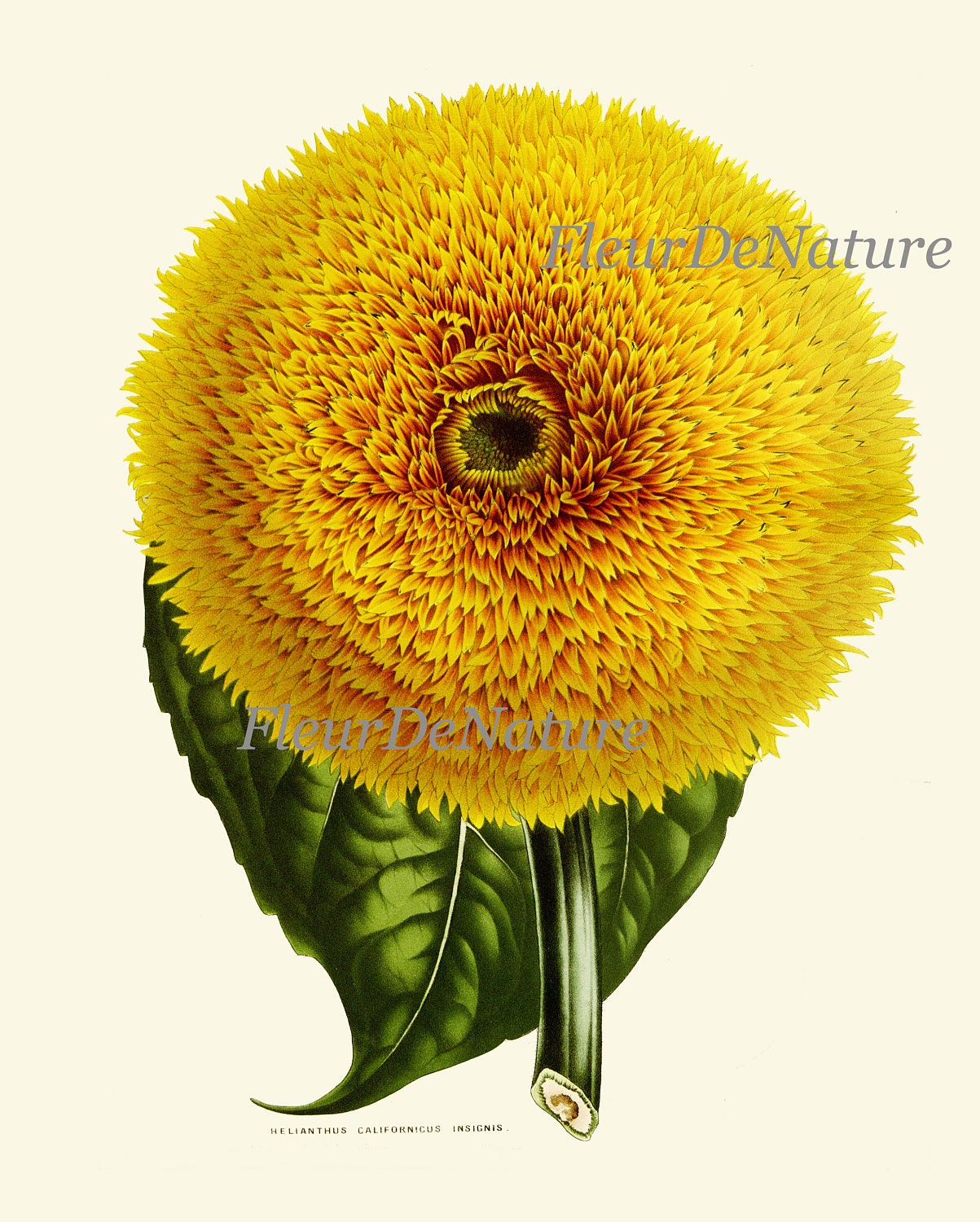 Sunflower Print Set of 3 Art Prints Antique Beautiful Spring Summer ...