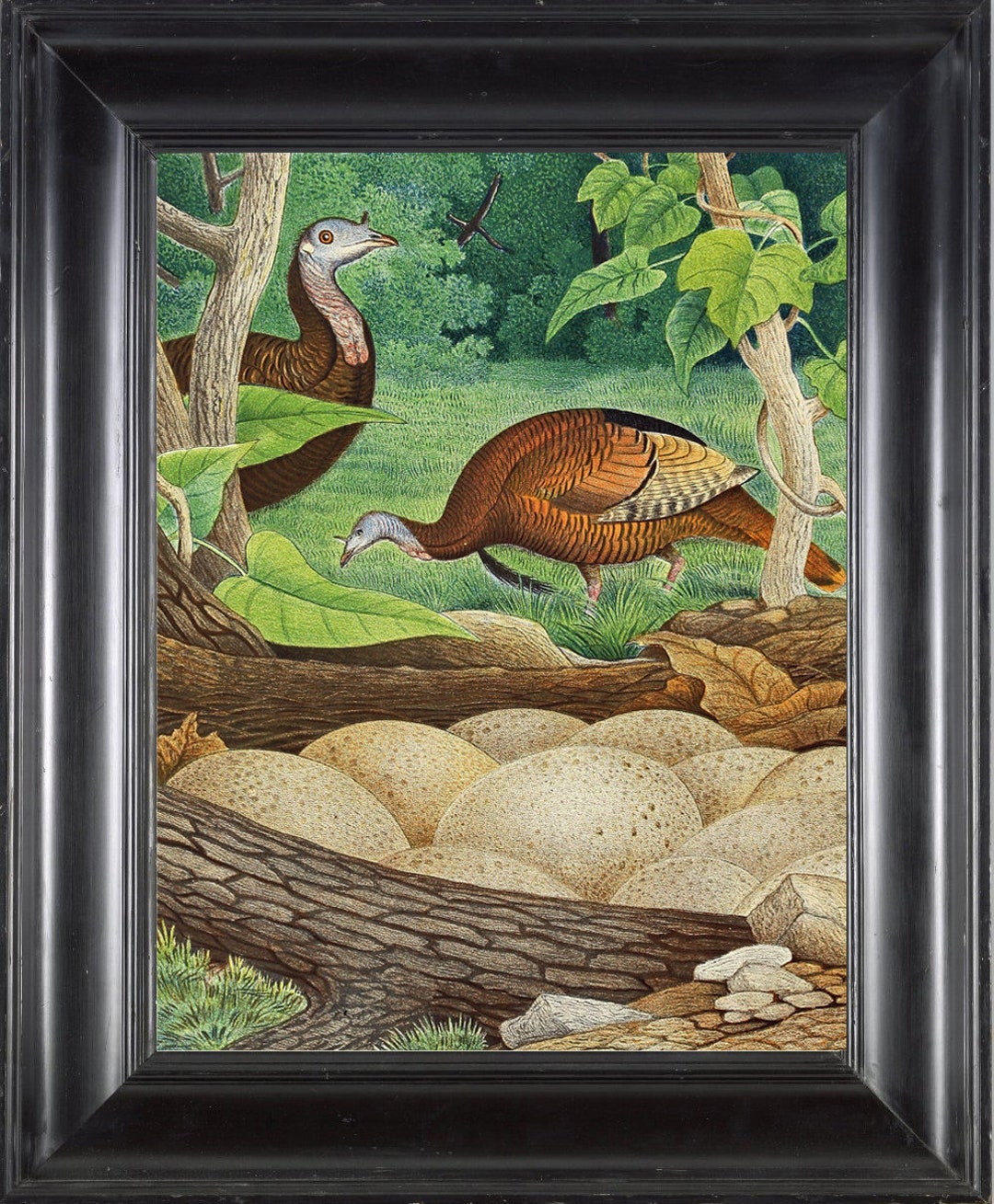 Wild Turkey Bird Wall Art Print 41 Beautiful Antique Vintage Nest Egg ...