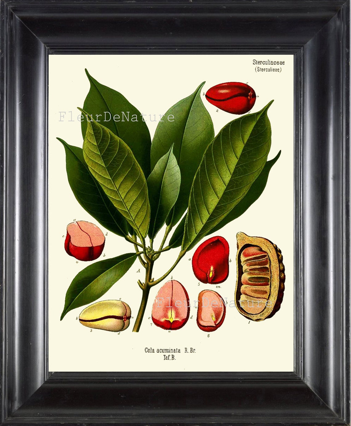 BOTANICAL PRINT Kohler 8x10 Botanical Art Print 9 Beautiful Red Berry ...