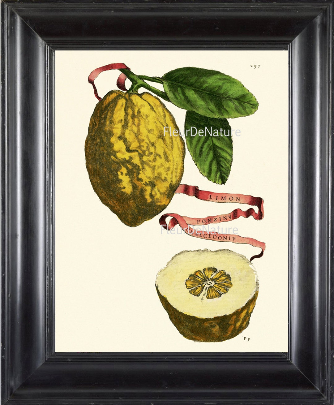 FRUIT PRINT Lemon 8X10 Botanical Art Print 3 1708 Antique Beautiful ...