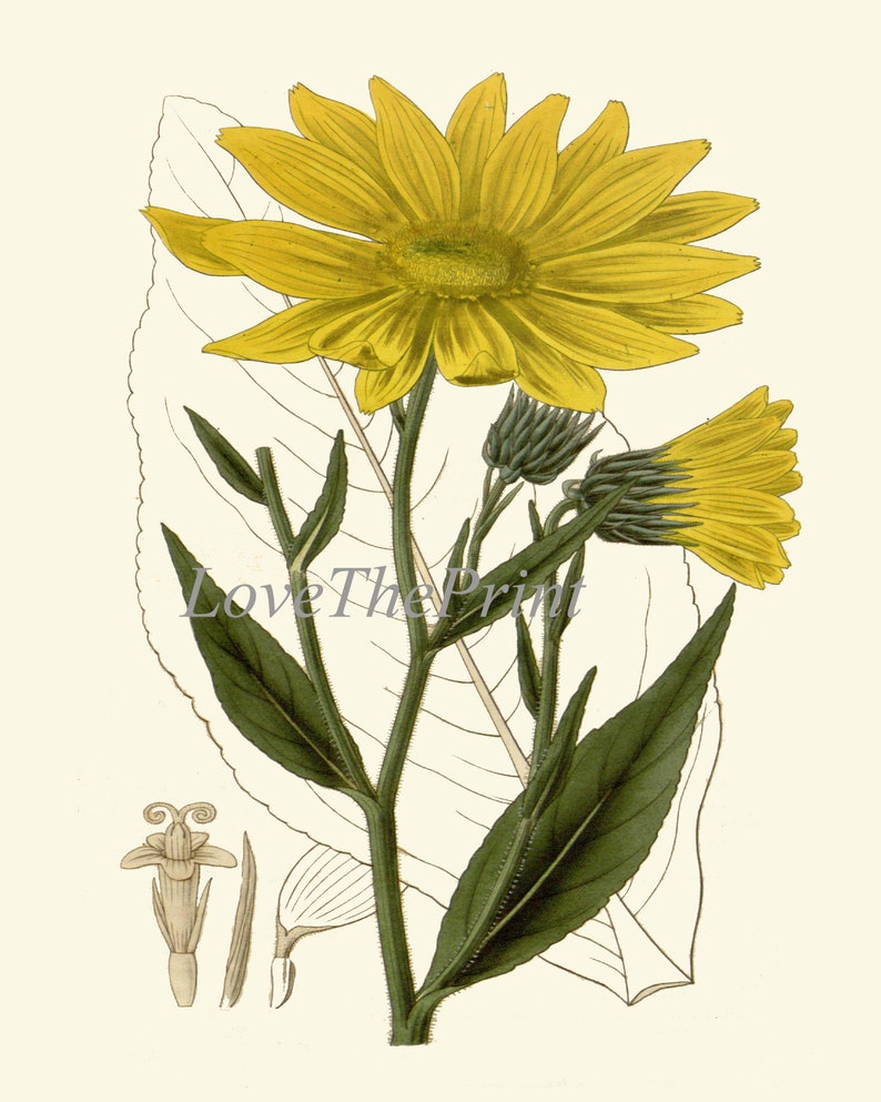 Botanical Daisy Print Wall Art Set of 2 Prints Beautiful Antique Spring ...
