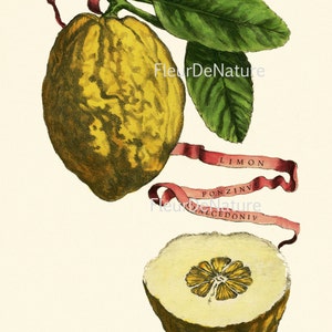 FRUIT PRINT Lemon 8X10 Botanical Art Print 3 1708 Antique Beautiful ...