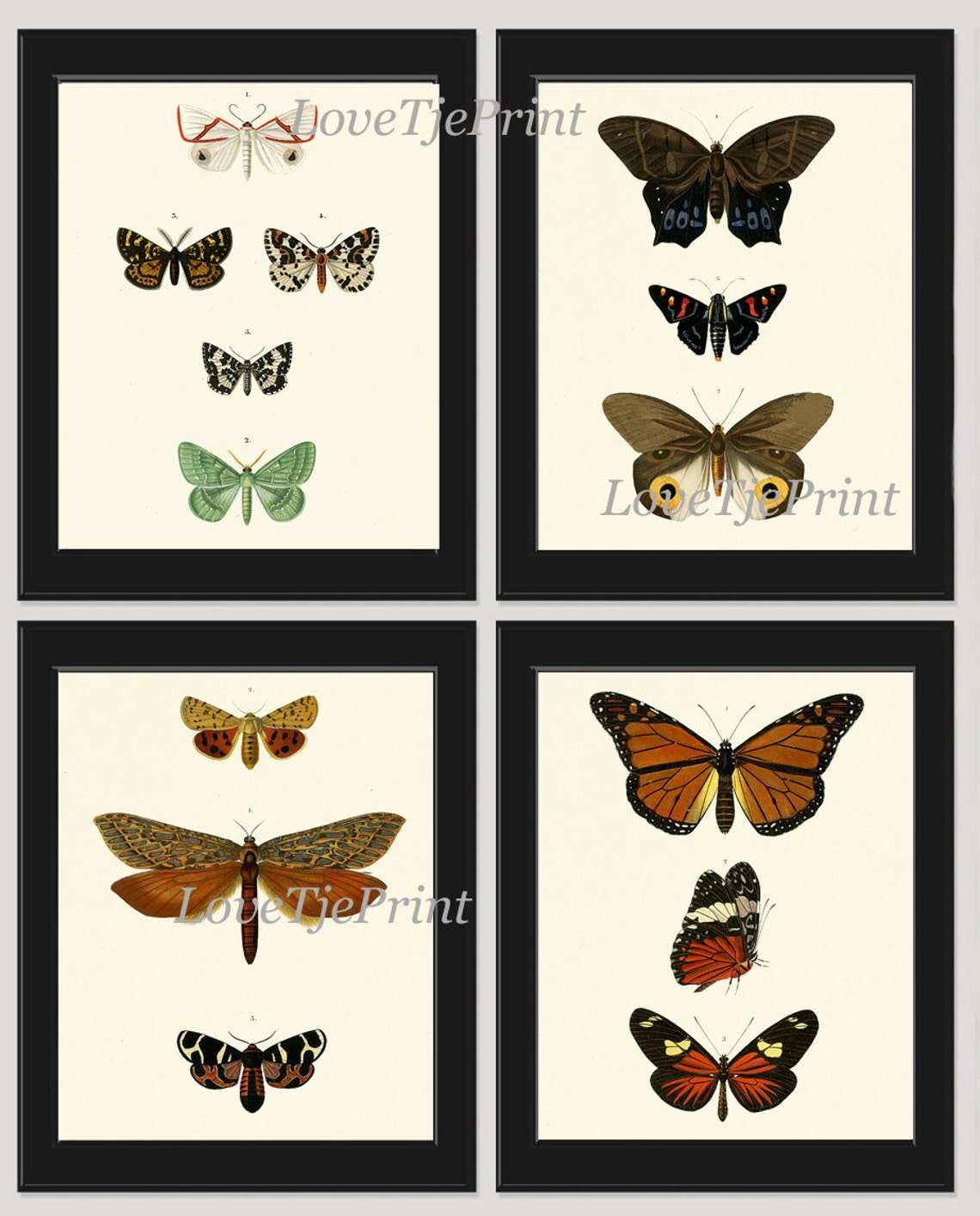 Antique Butterfly Print SET of 4 Prints Beautiful Wall Art Antique ...