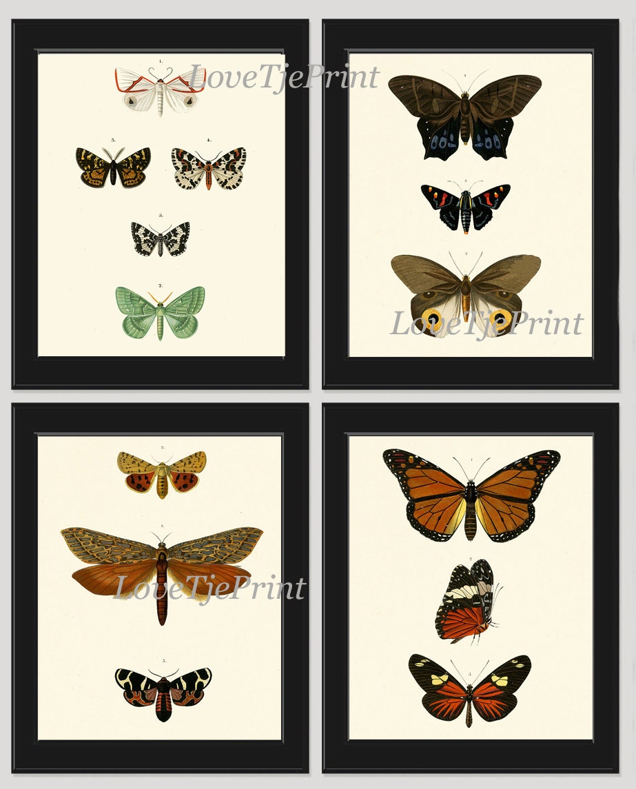 Antique Butterfly Print SET of 4 Prints Beautiful Wall Art | Etsy