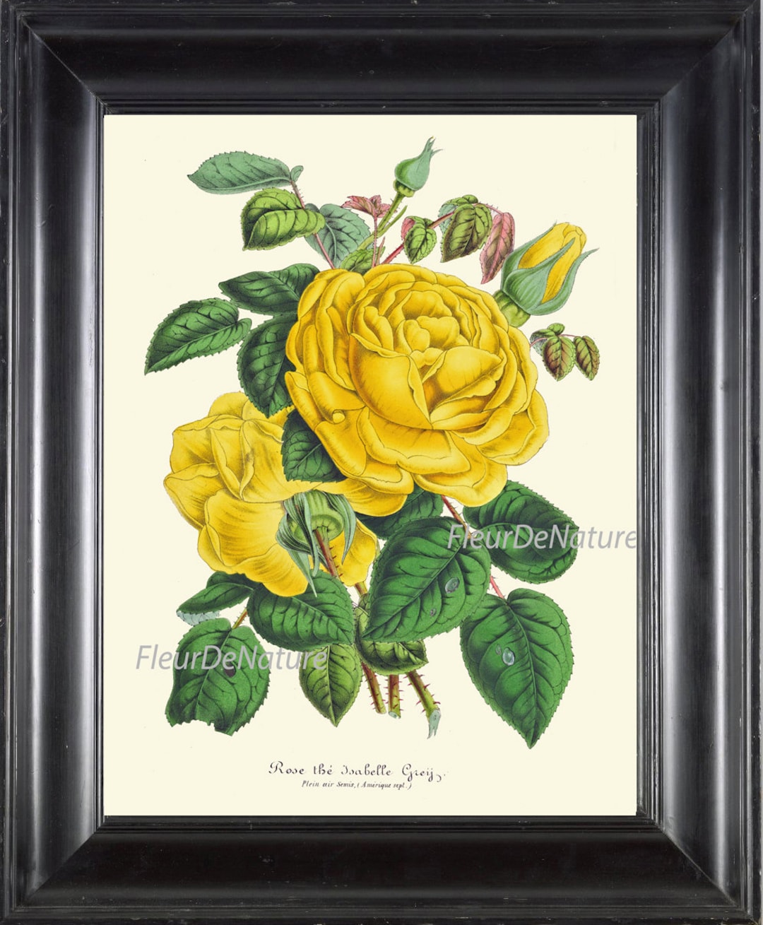 Yellow Roses Flower Print Botanical Wall Art H216 Beautiful Antique ...