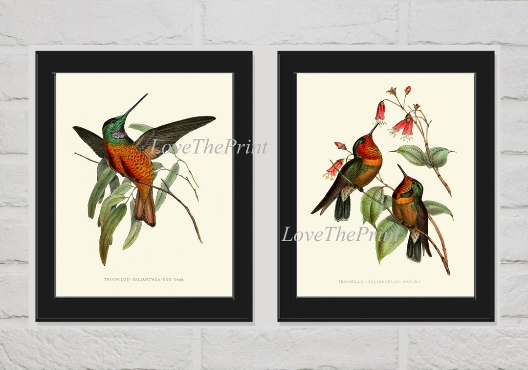 Hummingbirds Print Wall Art Set of 2 Prints Beautiful Antique Spring ...