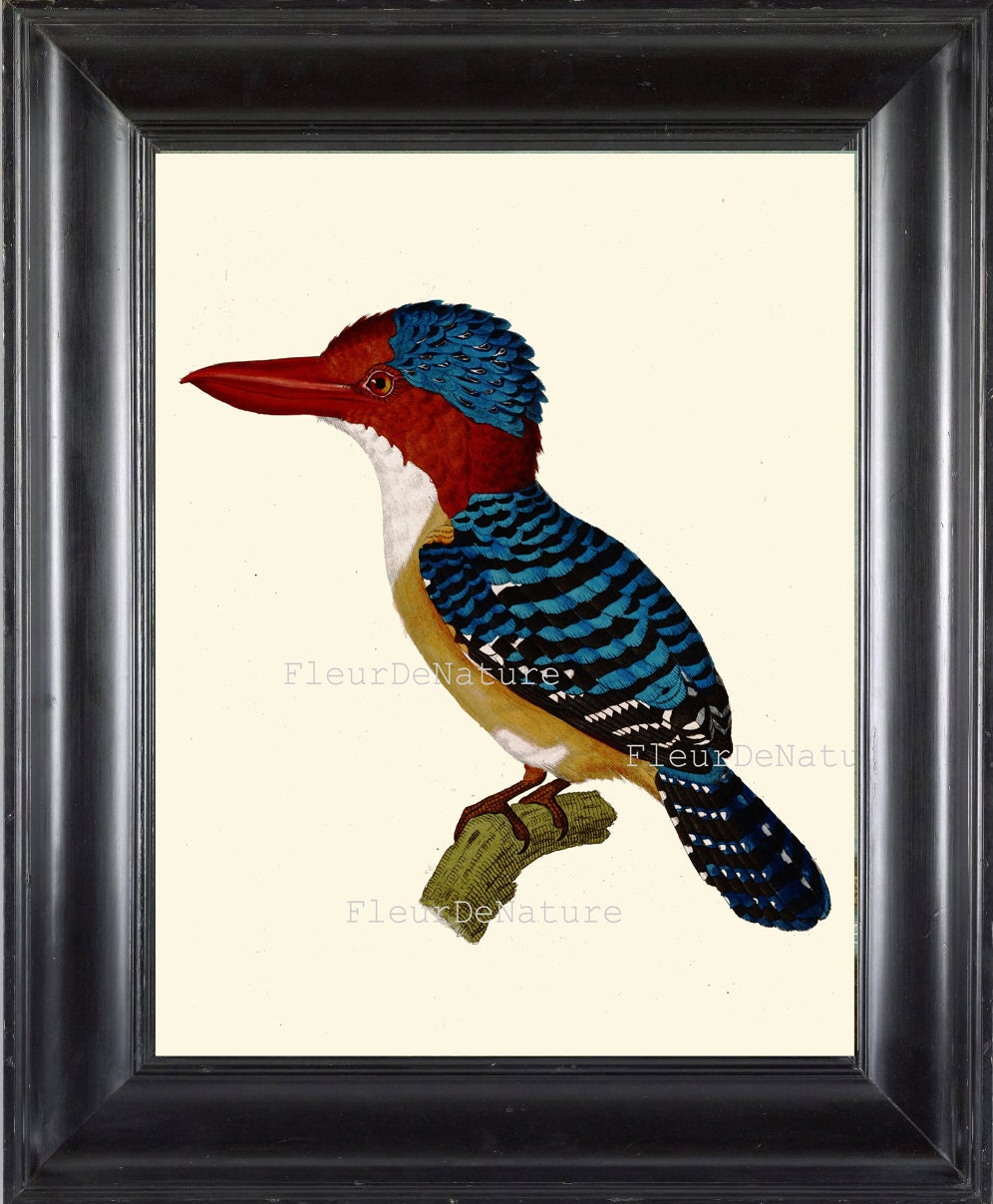 BIRD PRINT 8X10 Art Print 11 Antique Beautiful Colored Blue | Etsy