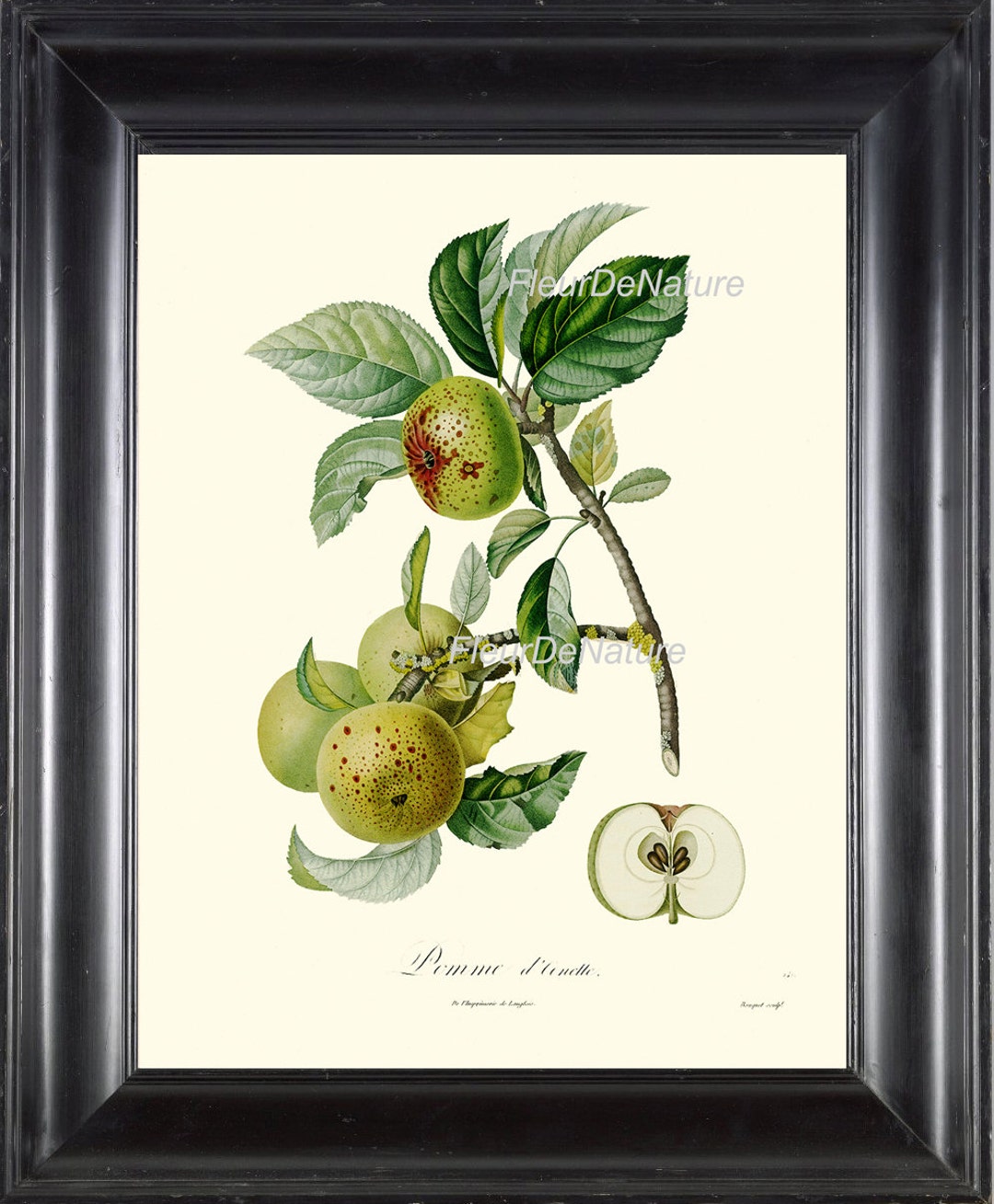 BOTANICAL FRUIT PRINT Poiteau 8x10 Botanical Art Print 30 Beautiful ...