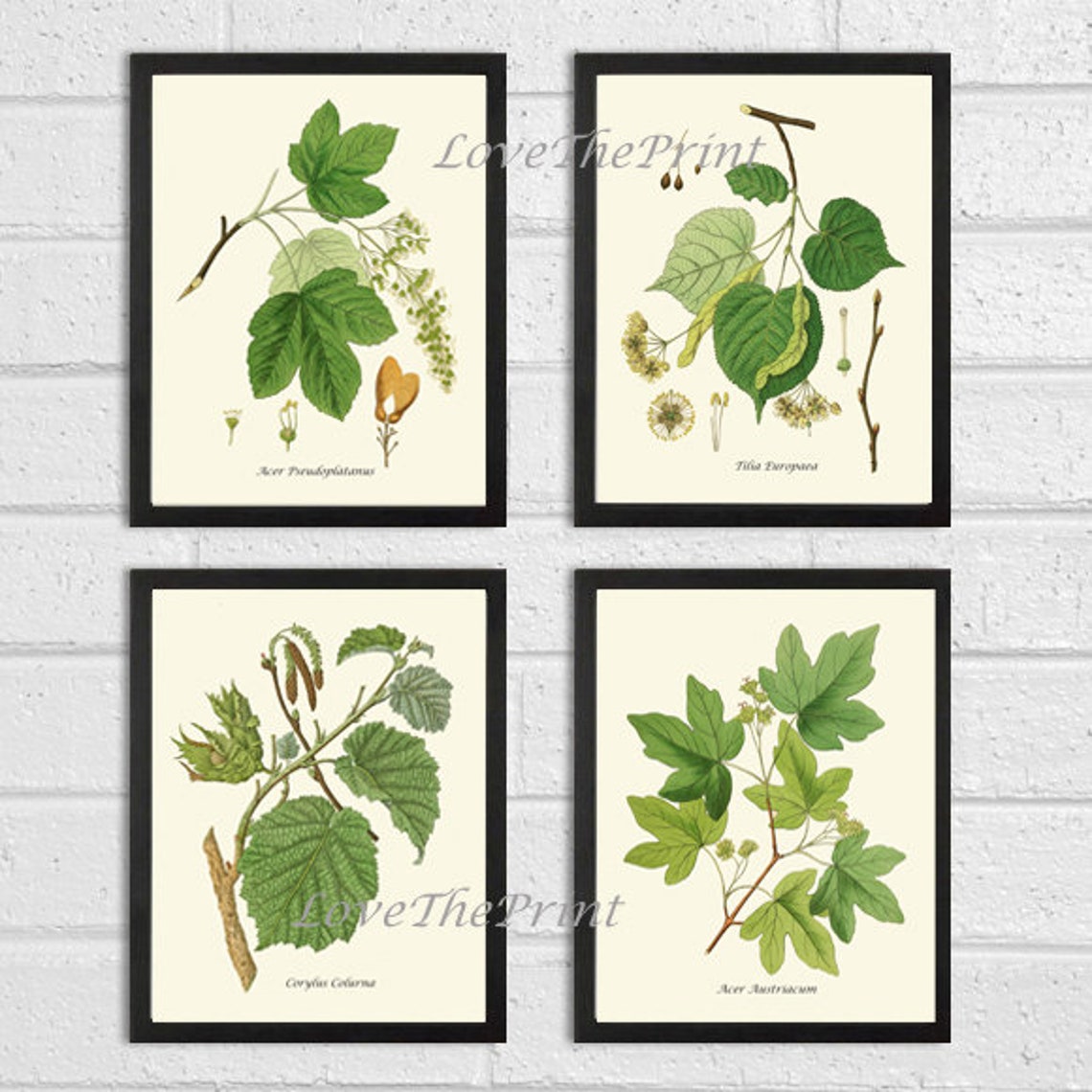 Trees Botanical Print SET of 4 Wall Art Prints Beautiful | Etsy