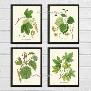 Trees Botanical Print SET of 4 Wall Art Prints Beautiful Antique ...