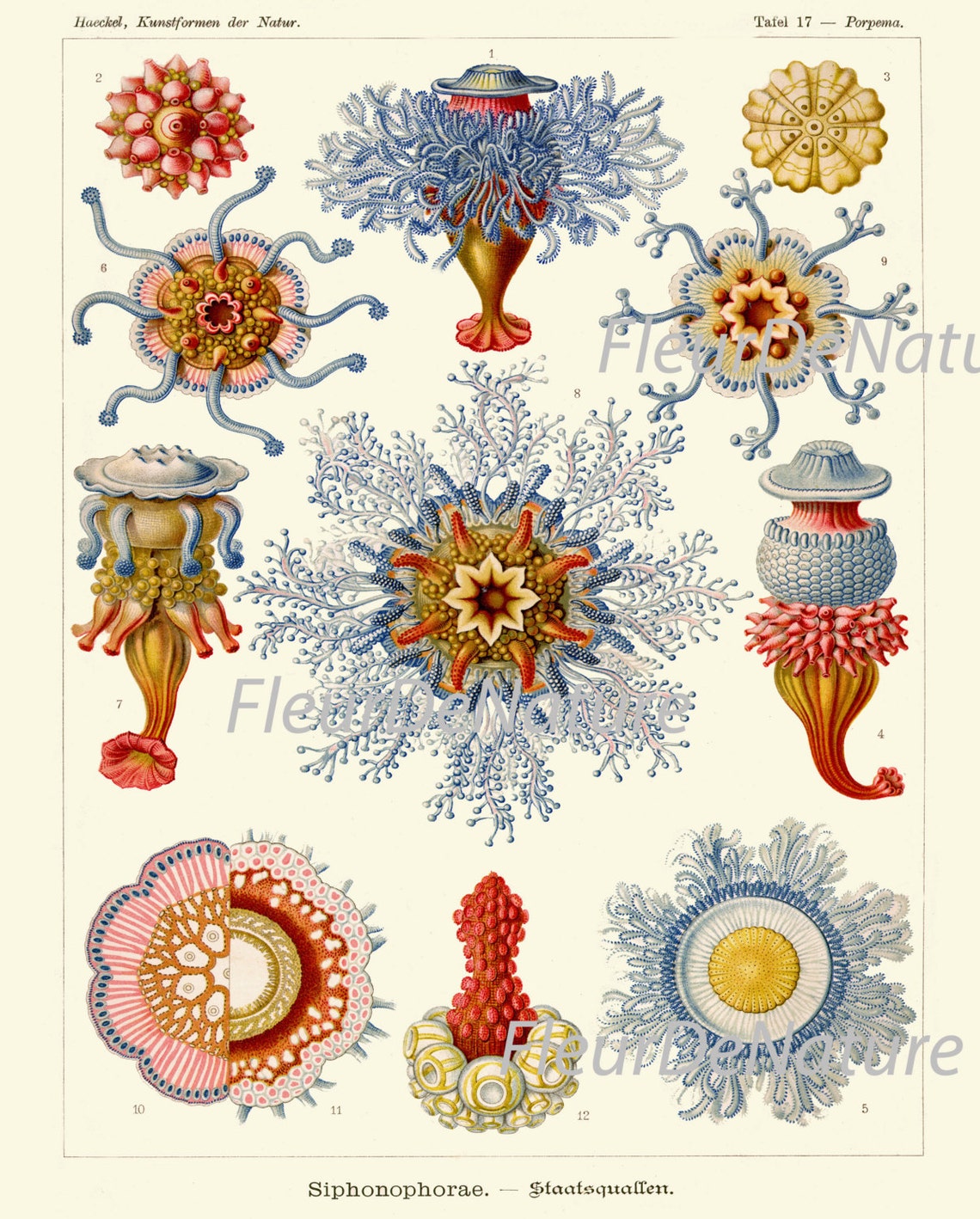 Ocean Nature Print Ernst Haeckel 8X10 Art 39 Antique Blue Coral ...