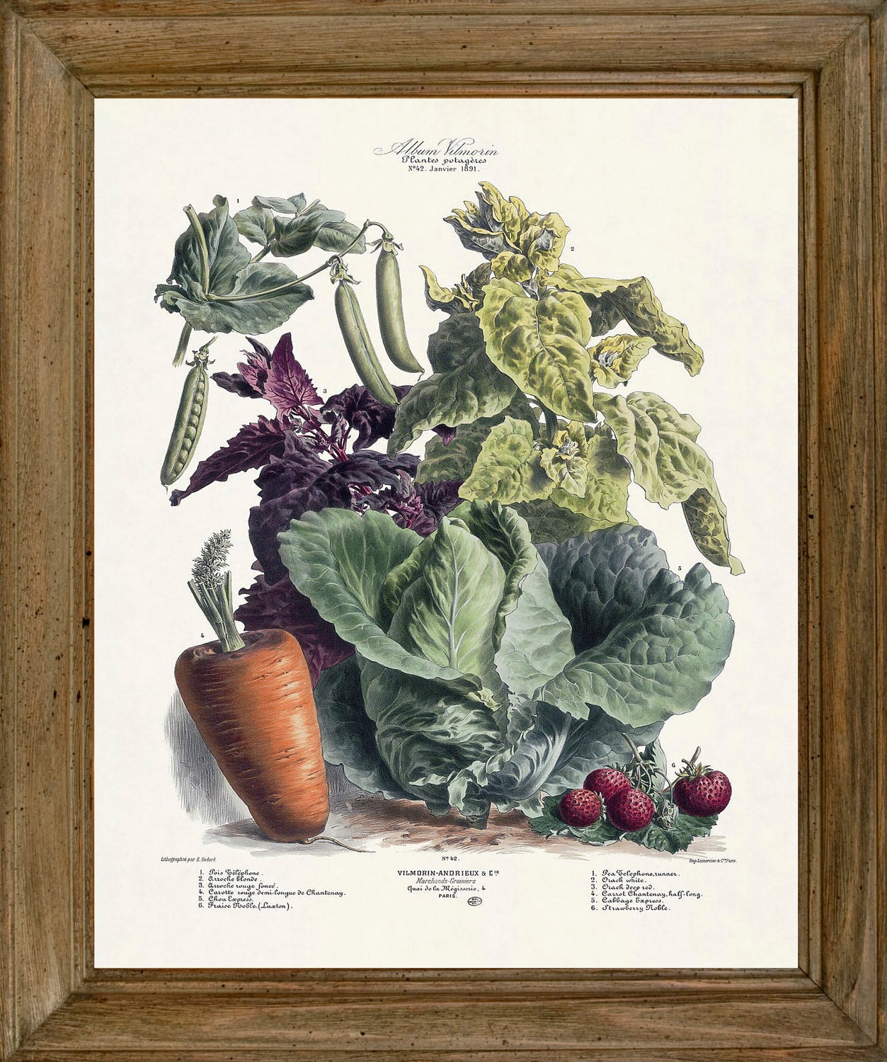 FRENCH VEGETABLE Garden 8X10 Botanical Art Print 42 Antique Beautiful ...