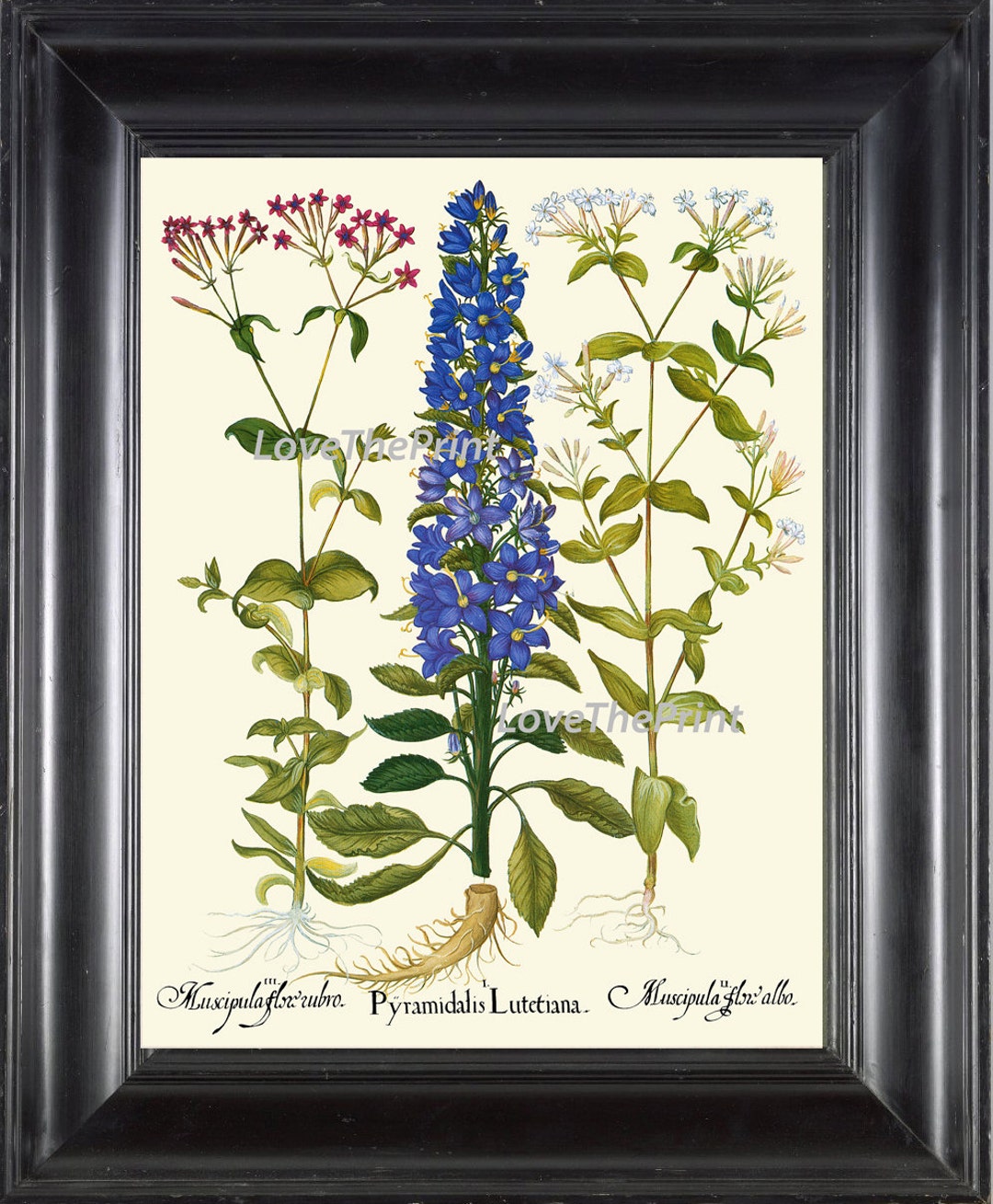 BOTANICAL PRINT Besler Botanical Art Print 84 Beautiful Blue Delphinium ...
