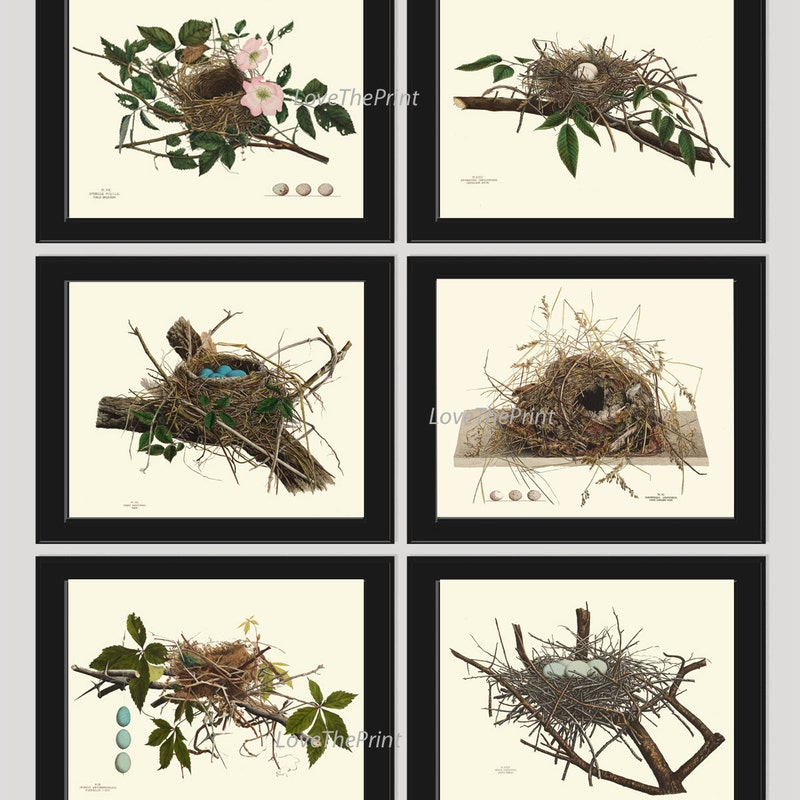 Bird Nest Art - Etsy
