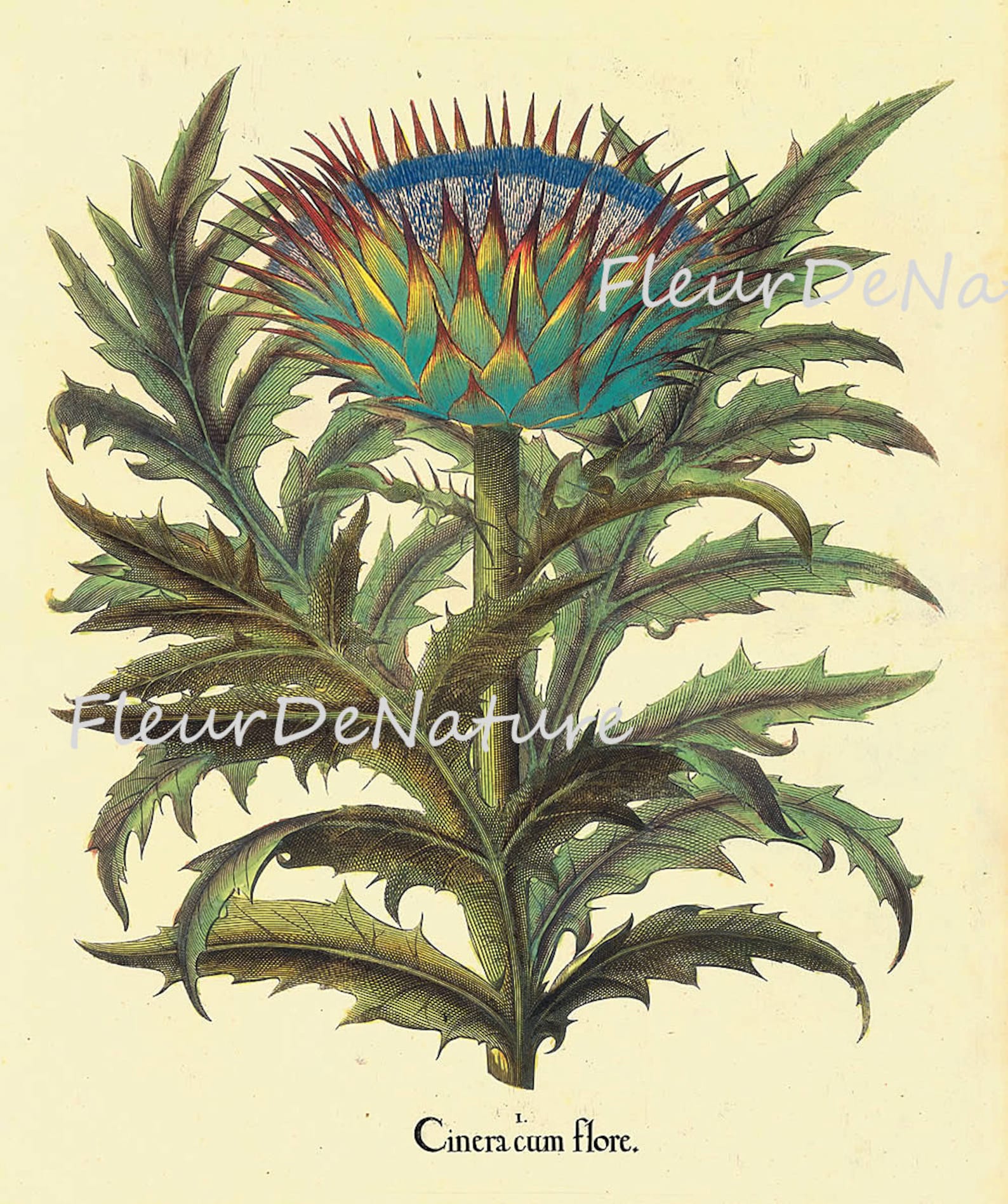 BOTANICAL PRINT Besler 8x10 Botanical Art Print 16 Beautiful Large ...