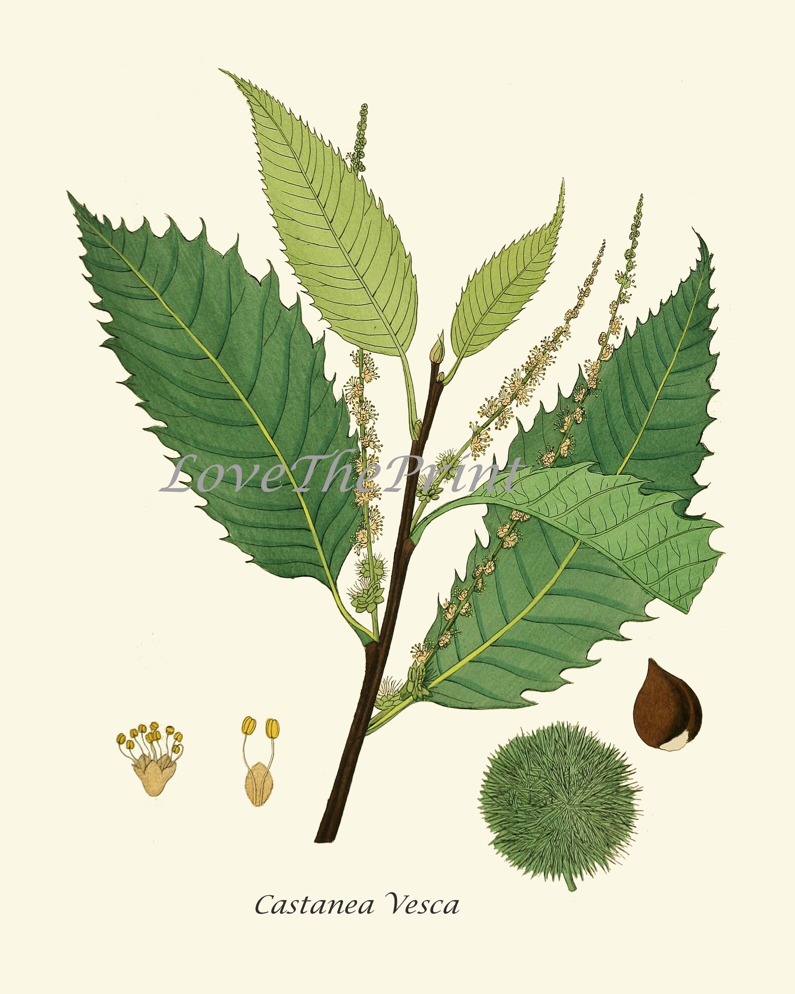 Green Tree Leaves Print Set of 9 Wall Art Prints Beautiful | Etsy