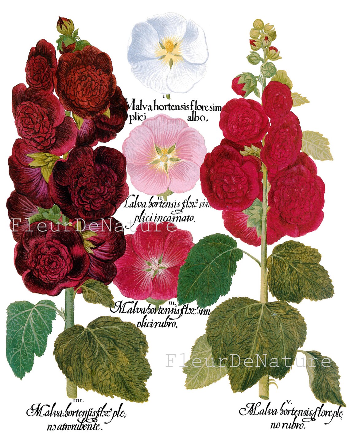 BOTANICAL PRINT Besler 8x10 Botanical Art Print 78 Beautiful - Etsy