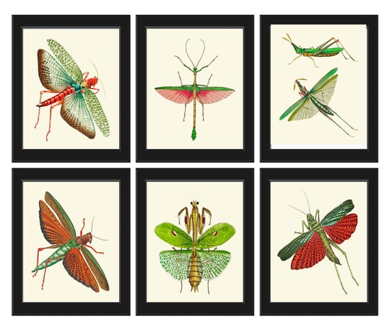 Locust Print Set of 6 Wall Art Prints Beautiful Antique - Etsy