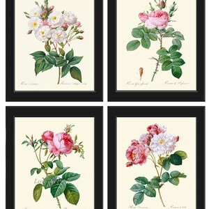Vintage Roses Botanical Print SET of 4 Wall Art Prints Antique Pink ...