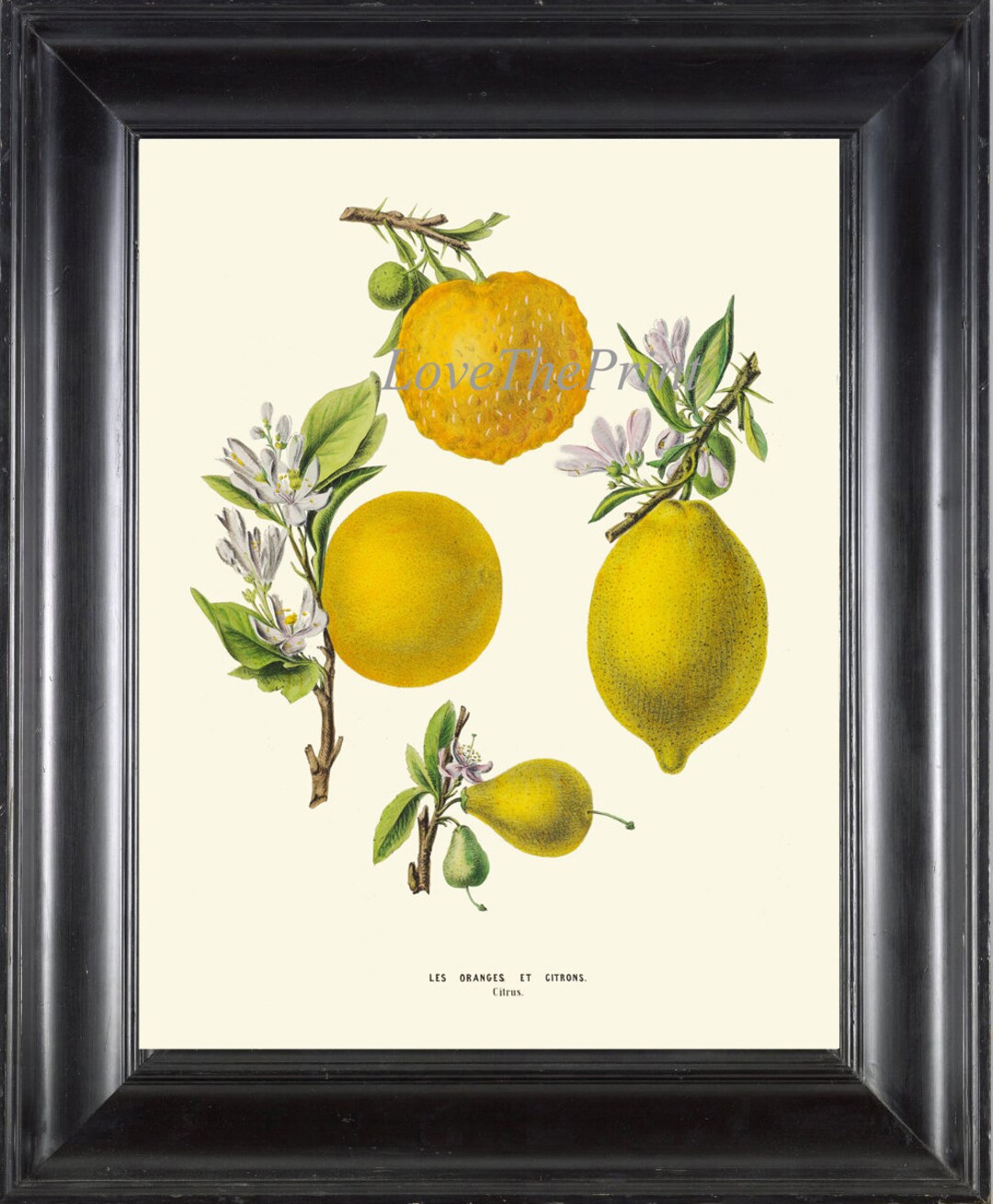 Citrus Botanical Print DE41 Wall Art Beautiful Antique Lemon Orange ...