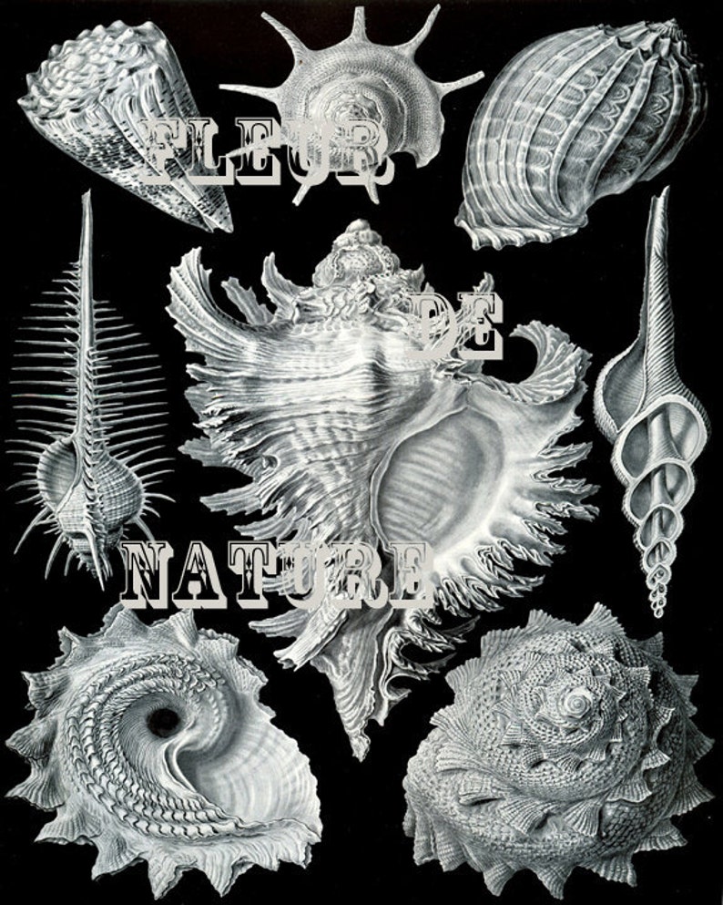 SHELL FISH Print Ernst Haeckel 8X10 Art Print 3 Antique Black - Etsy