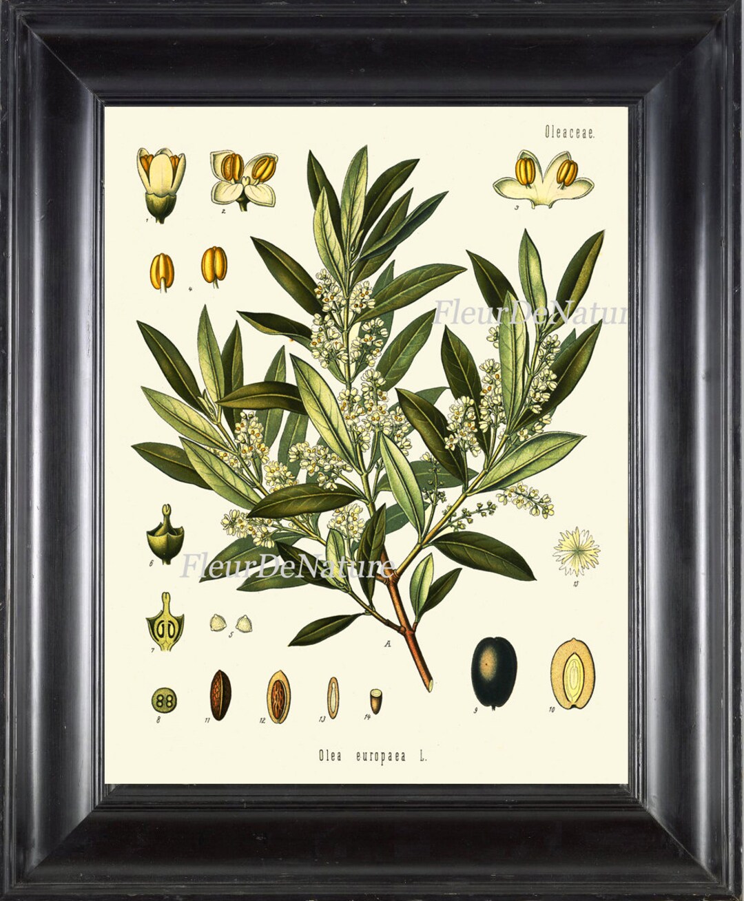 Olive Botanical Art Print Kohler Herb 8x10 Art 13 Beautiful Antique ...