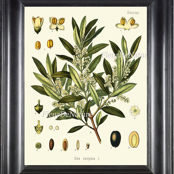 Italian Botanical Plates - Etsy