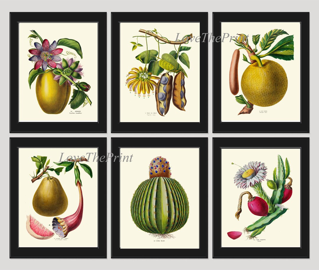 Tropical Exotic Fruit Flowers Botanical Print SET of 6 Wall Art Prints ...