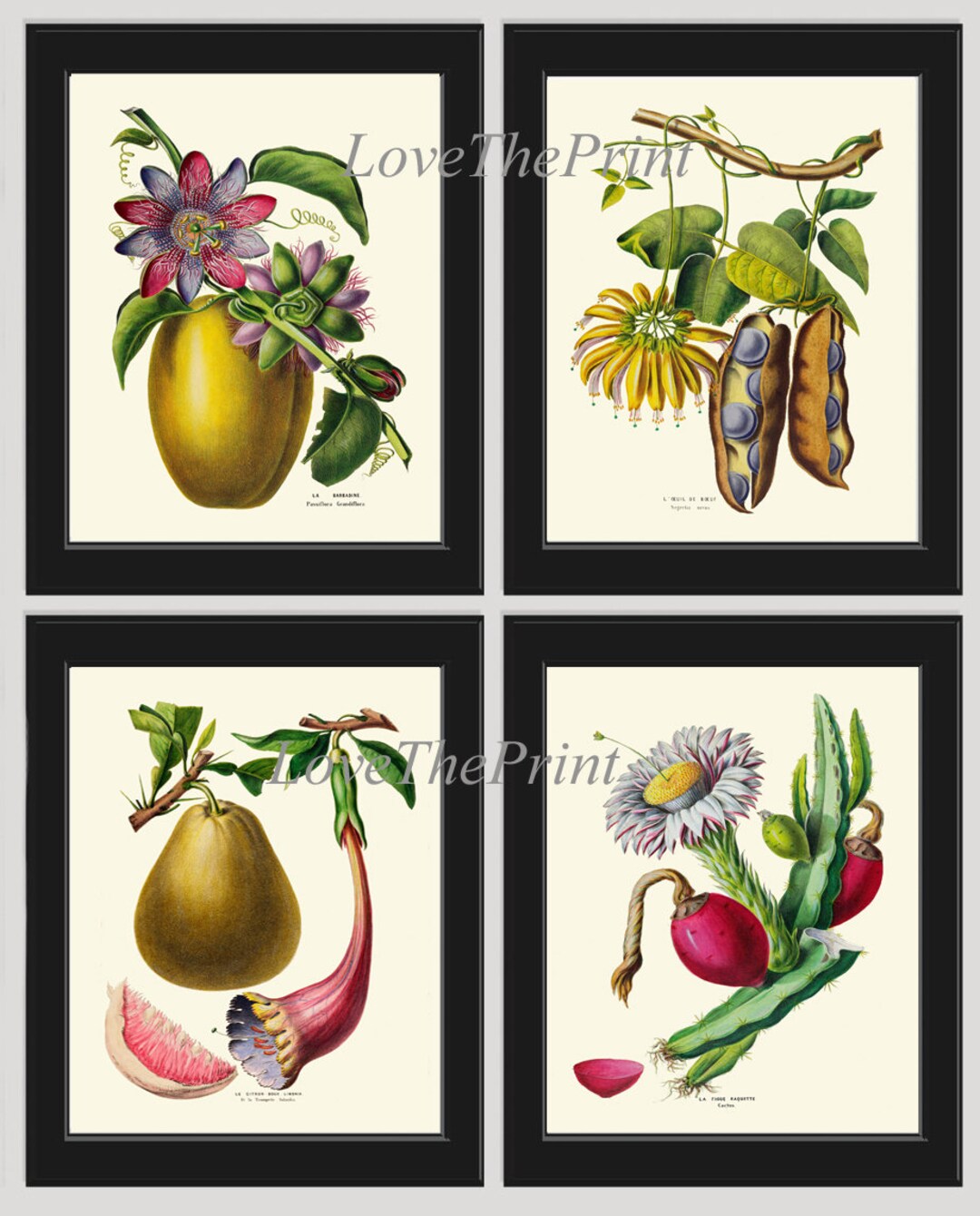 Tropical Fruit Botanical Print SET of 4 Wall Art Prints Beautiful ...