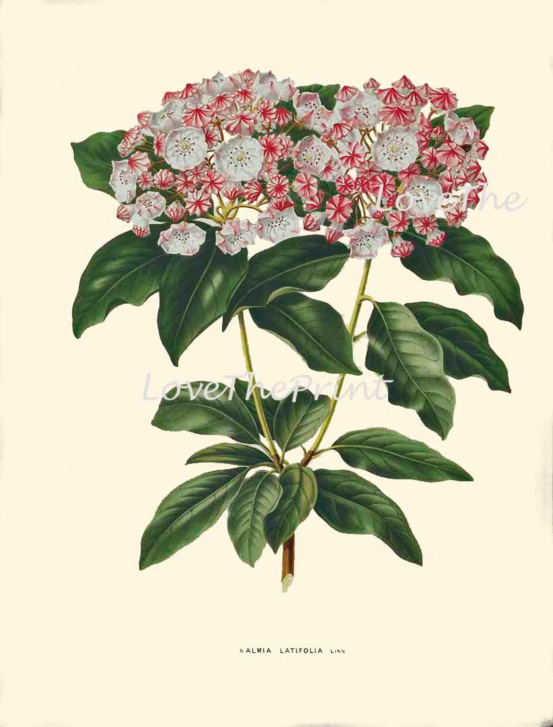 Antique Botanical Flower Print SET of 9 Art Print Beautiful - Etsy