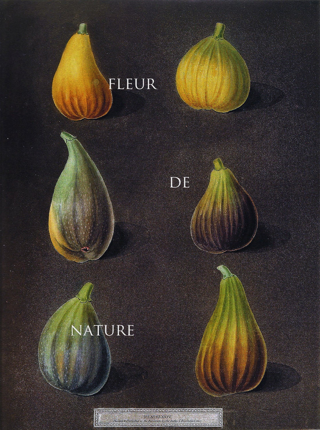 FRUIT PRINT Figs 8X10 Botanical Art Print 8 Antique Brookshaw - Etsy