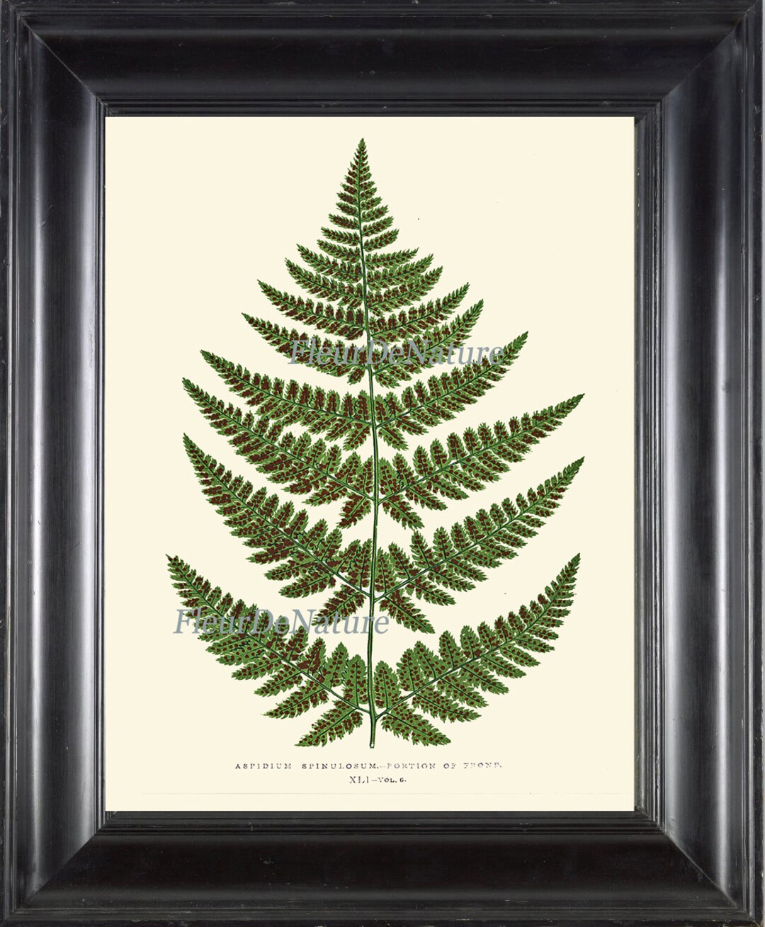 Fern Print Botanical Wall Art 2 Antique Beautiful Green Ferns Forest ...