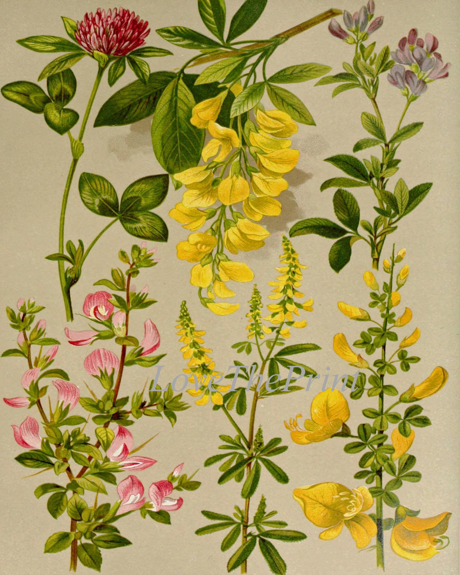 Botanical Flowers Print Set of 9 Vintage Antique Wall Art - Etsy