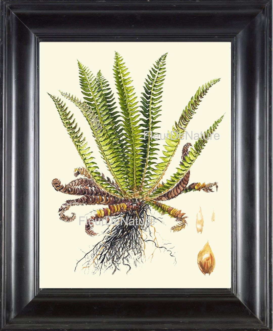 FERN PRINT Lindman 8X10 Botanical Art Print 22 Beautiful Green Fern ...
