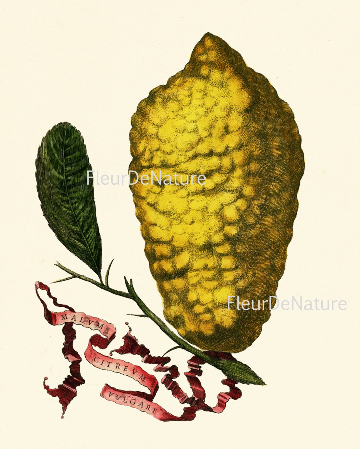 FRUIT PRINT Lemon 8X10 Botanical Art Print 1 1708 Antique Beautiful ...