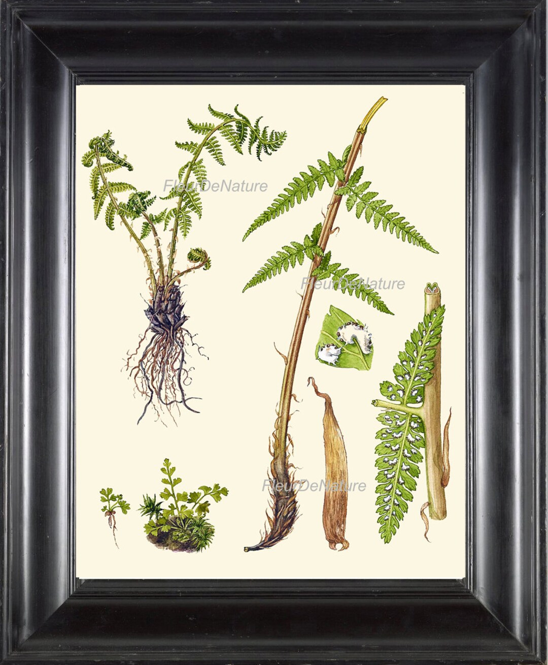 Antique Fern Print Botanical Art 8 Based on Antique Illustration ...