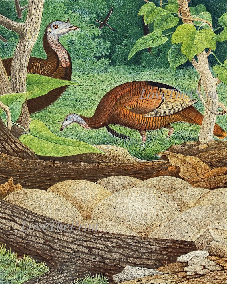 Wild Turkey Bird Wall Art Print 41 Beautiful Antique Vintage Nest Egg ...