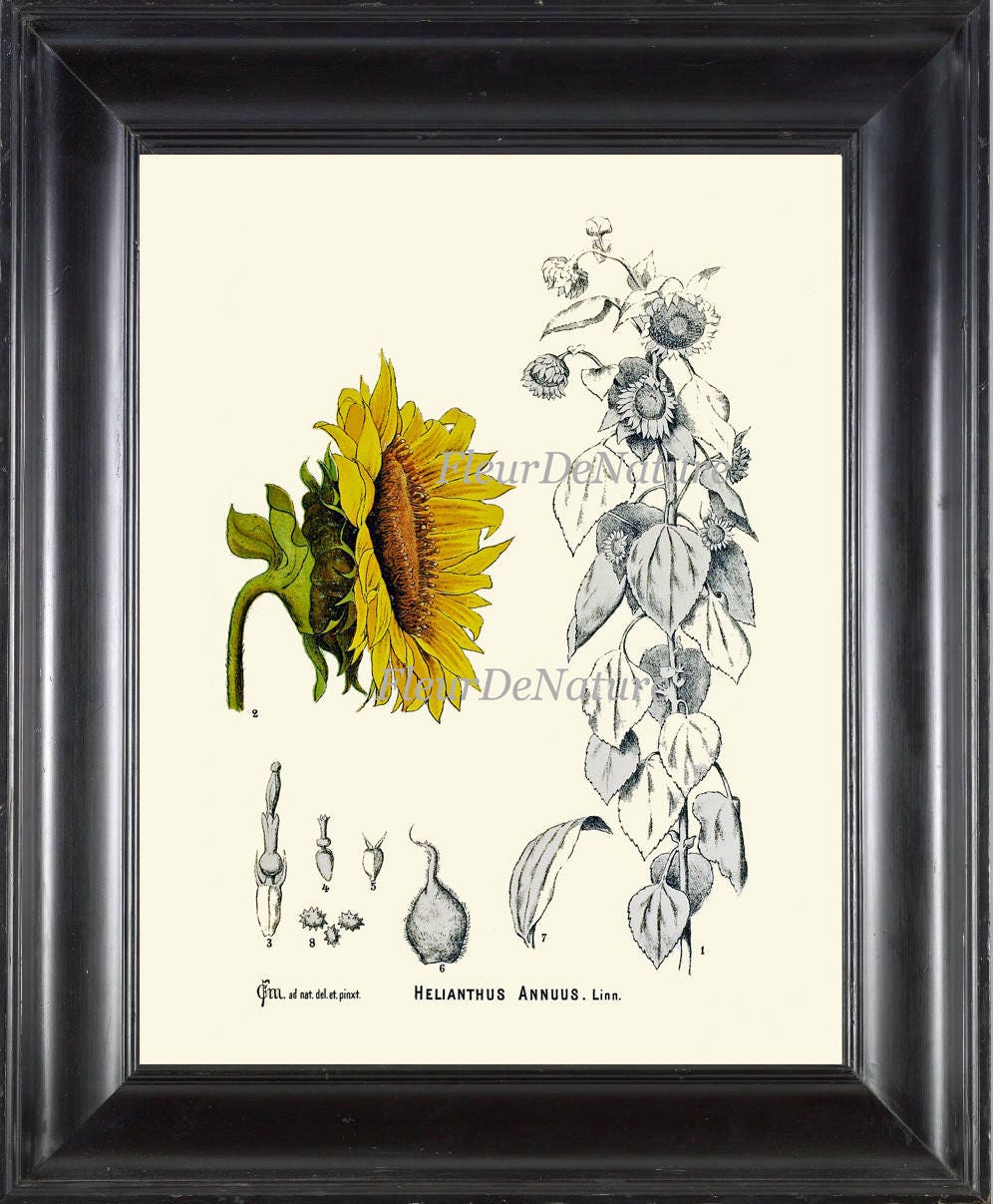Sunflower Print Wall Art 5 Botanical Beautiful Antique Yellow | Etsy