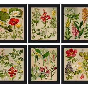 Vintage Wildflower Botanical Print SET of 6 Prints Wall Art Beautiful ...
