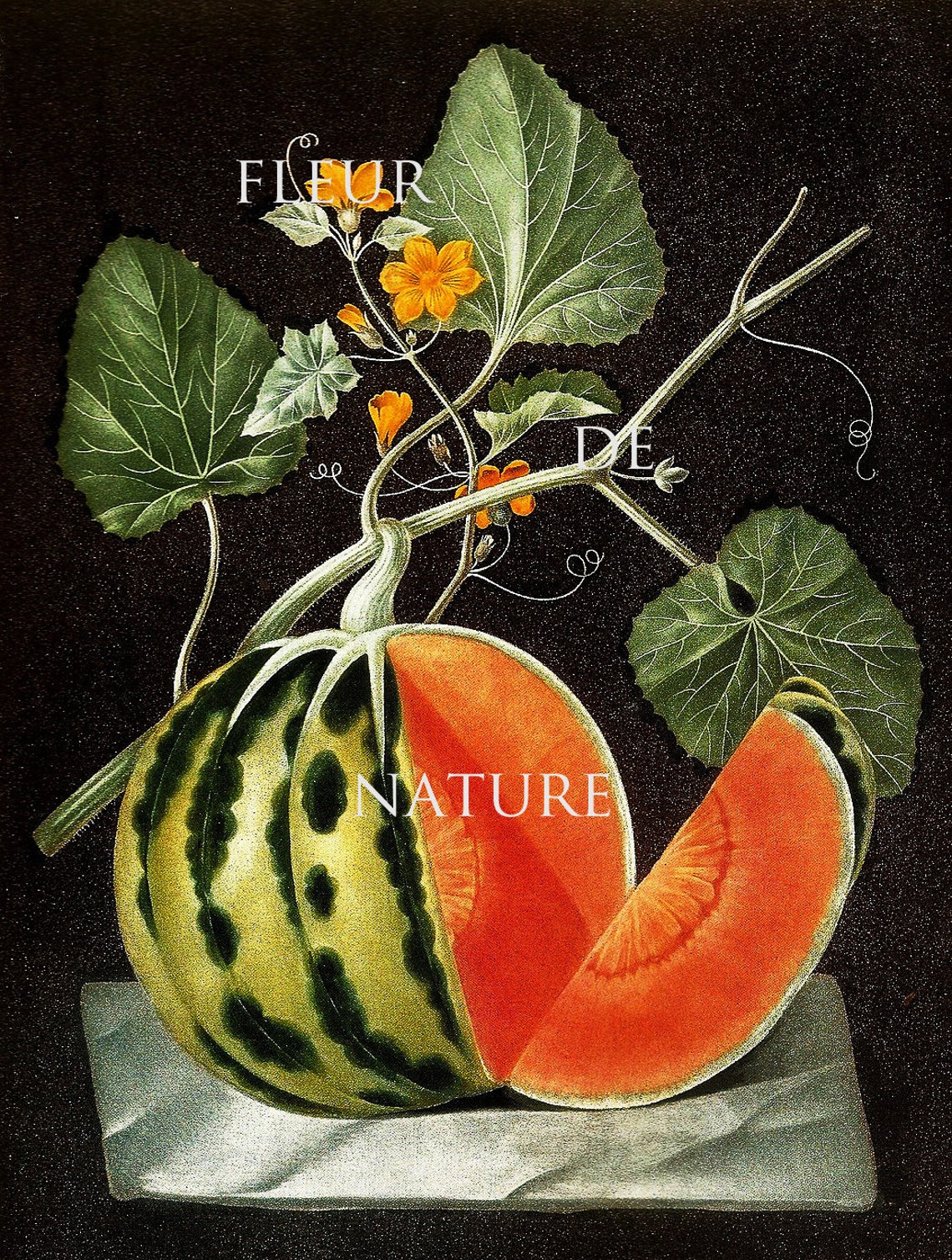 FRUIT PRINT Watermelon 8X10 Botanical Art Print 14 Antique Brookshaw ...